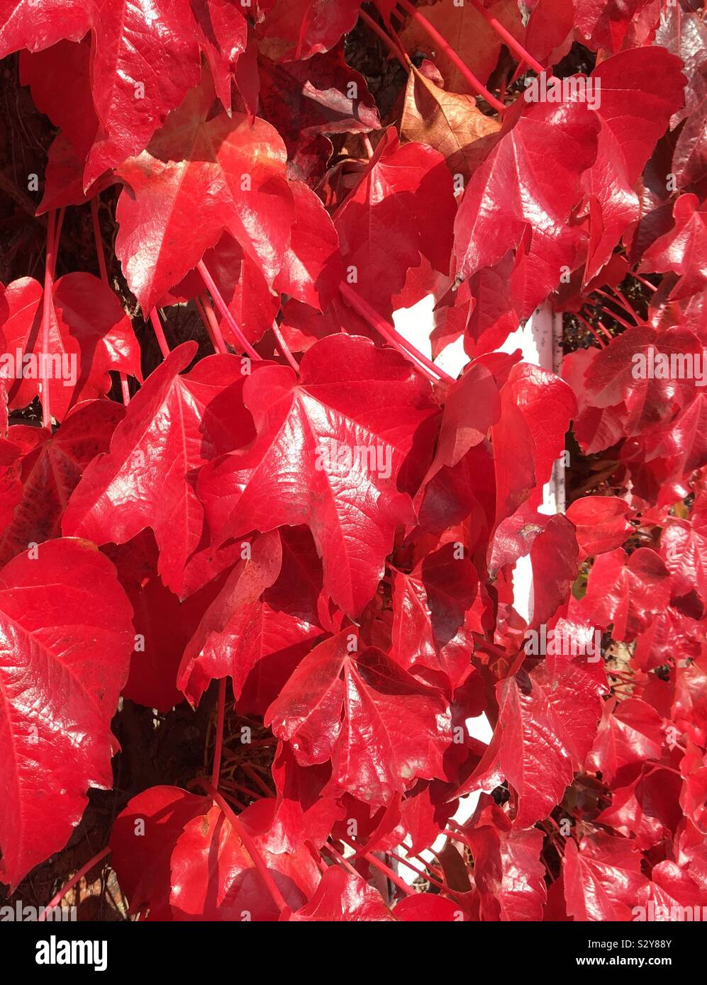 Red Autumn Leaves Stock Photo - Alamy