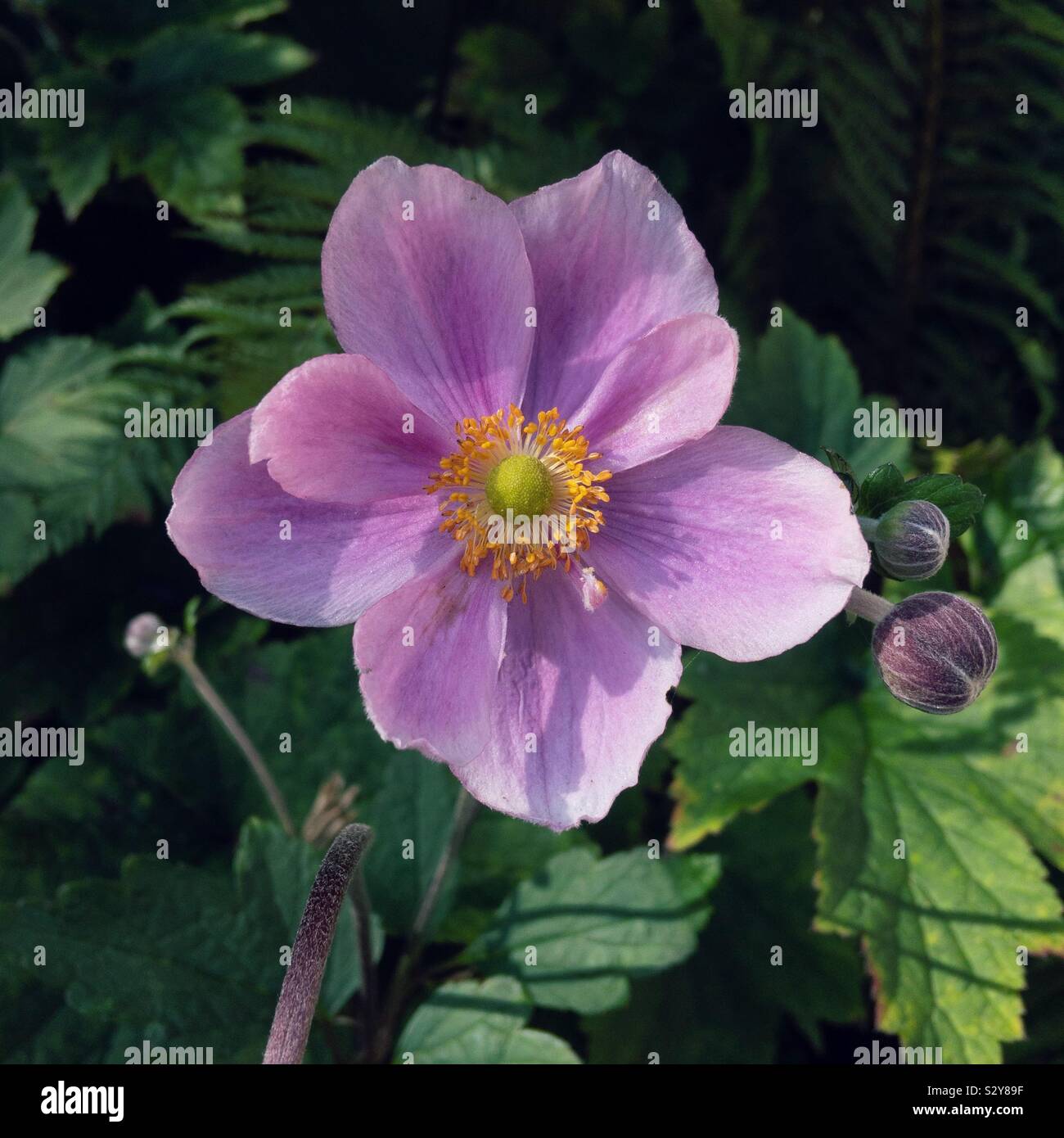 Japanese anemone flower hi-res stock photography and images - Alamy