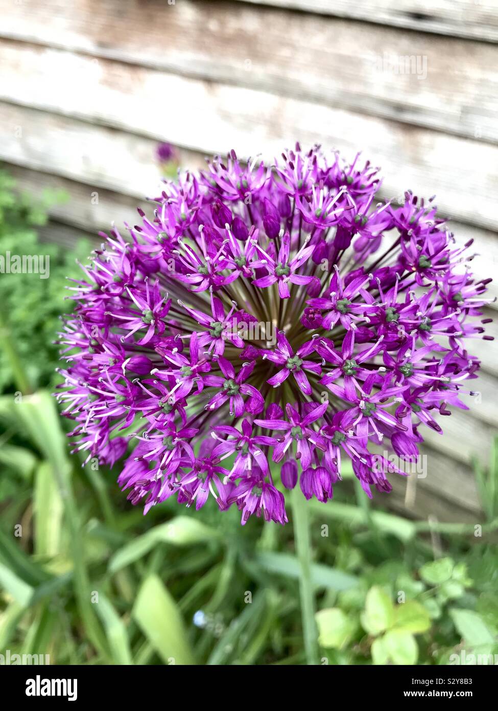 Alium hi-res stock photography and images - Alamy
