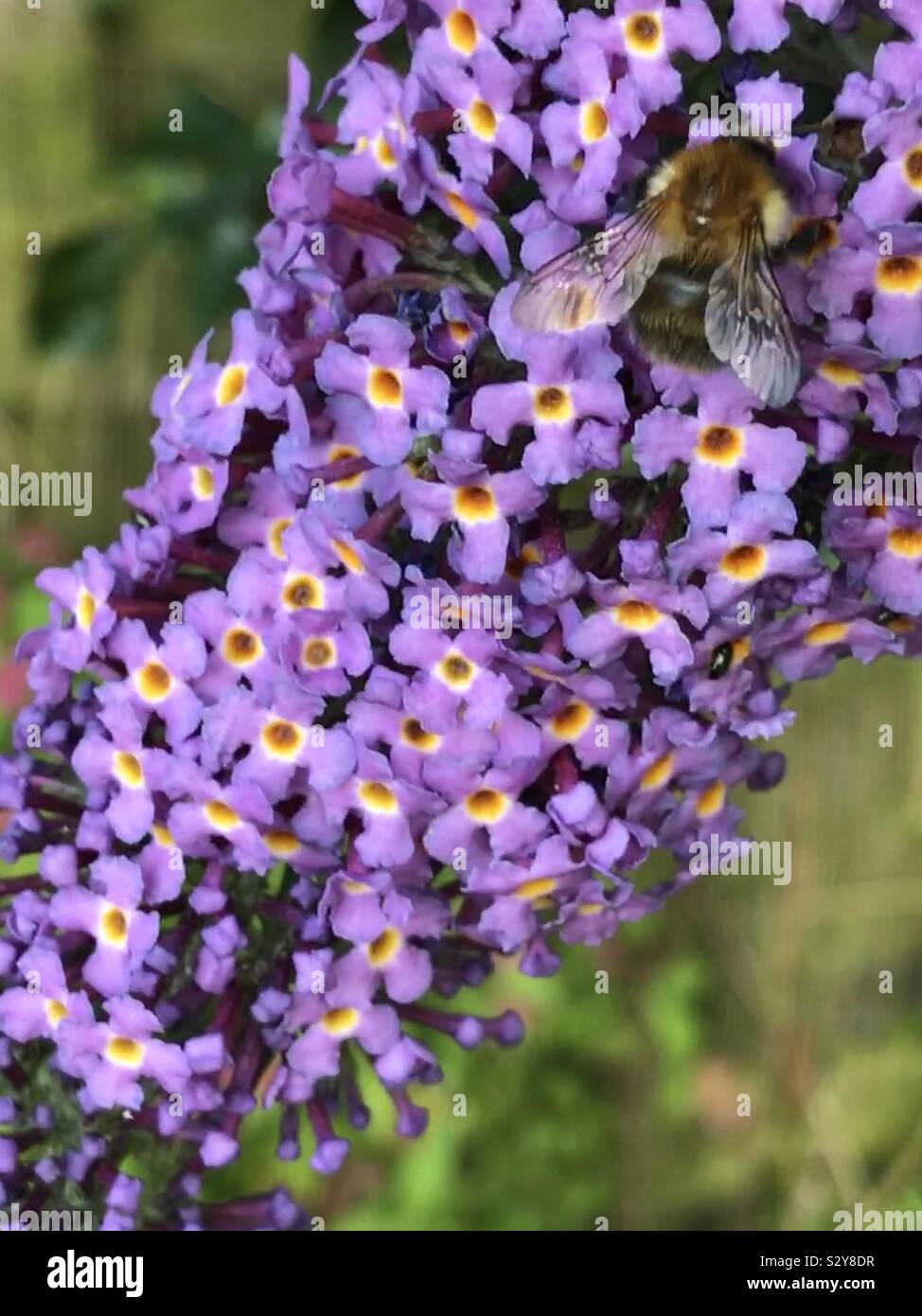 Bee buddleia hi-res stock photography and images - Alamy