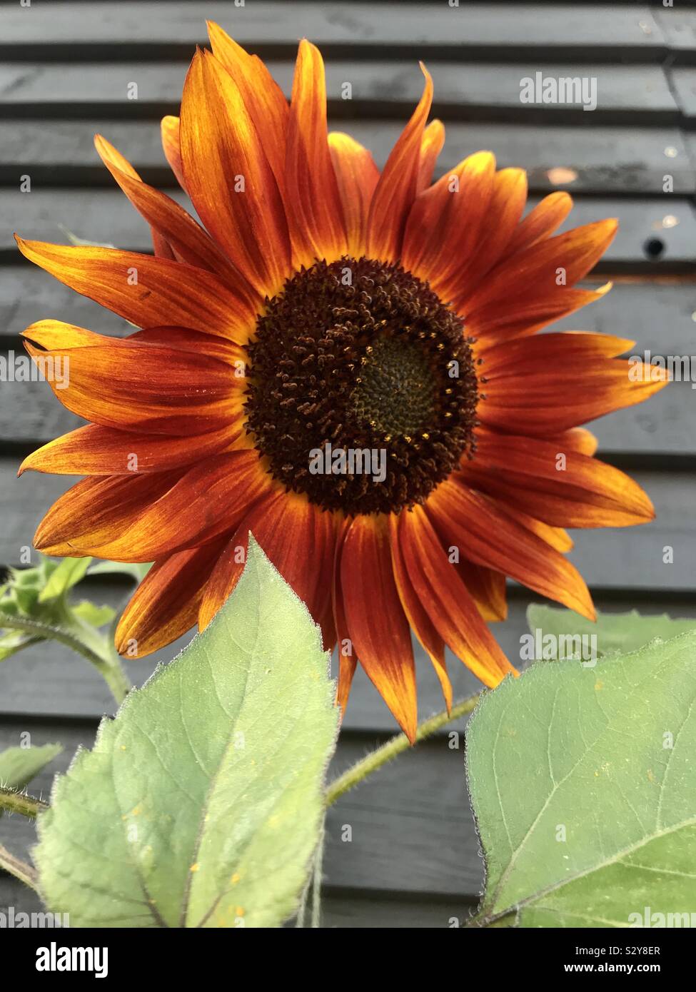Red sunflower hi-res stock photography and images - Alamy