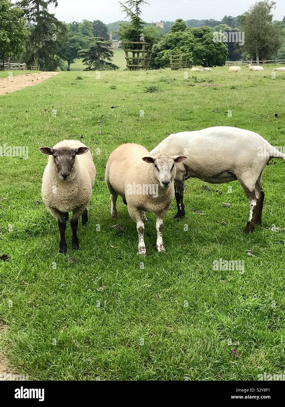 Sheep trio hi-res stock photography and images - Alamy