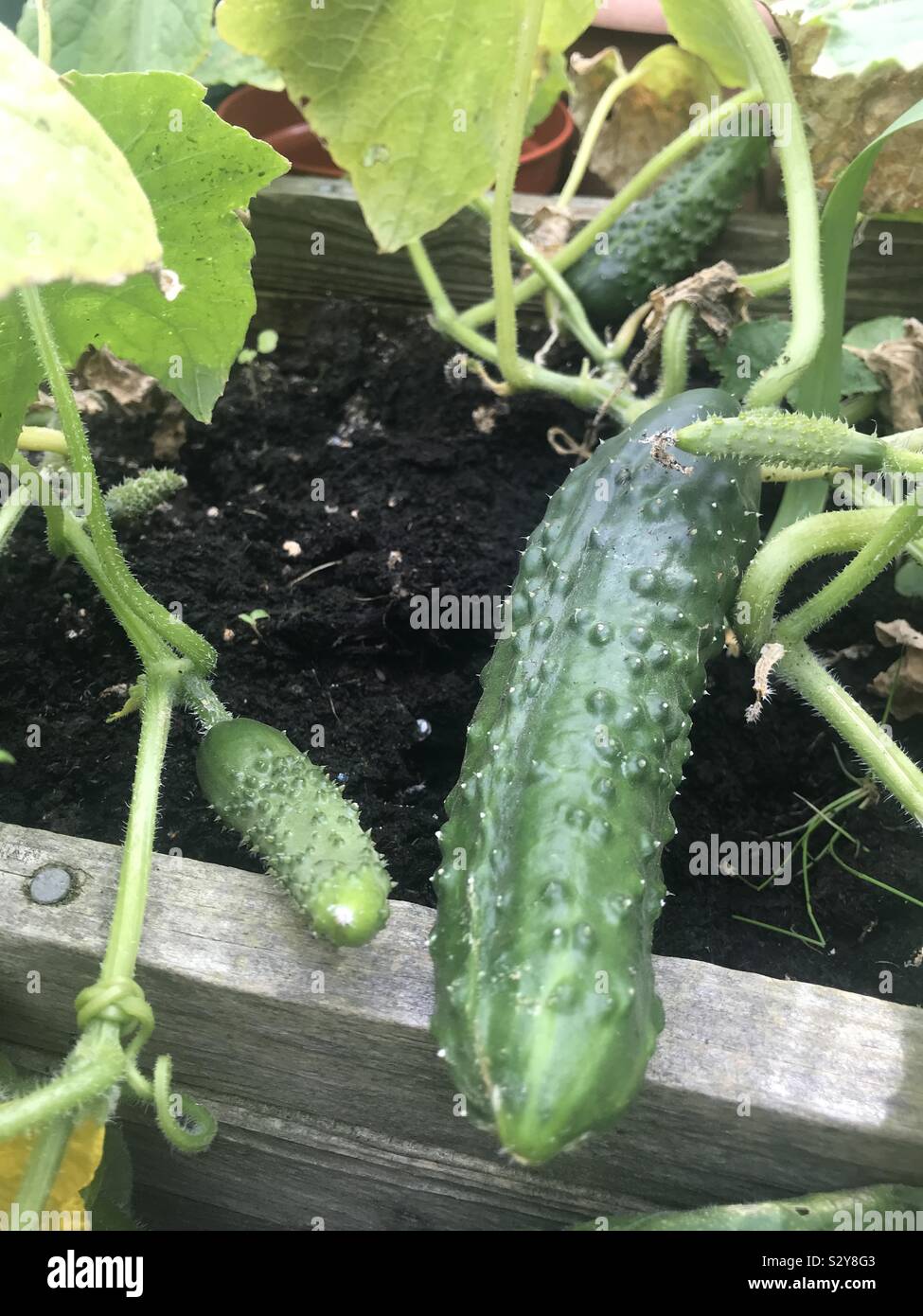 Home grown cucumbers hi-res stock photography and images - Alamy