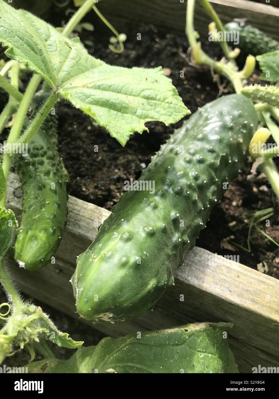 Prickly veg hi-res stock photography and images - Alamy