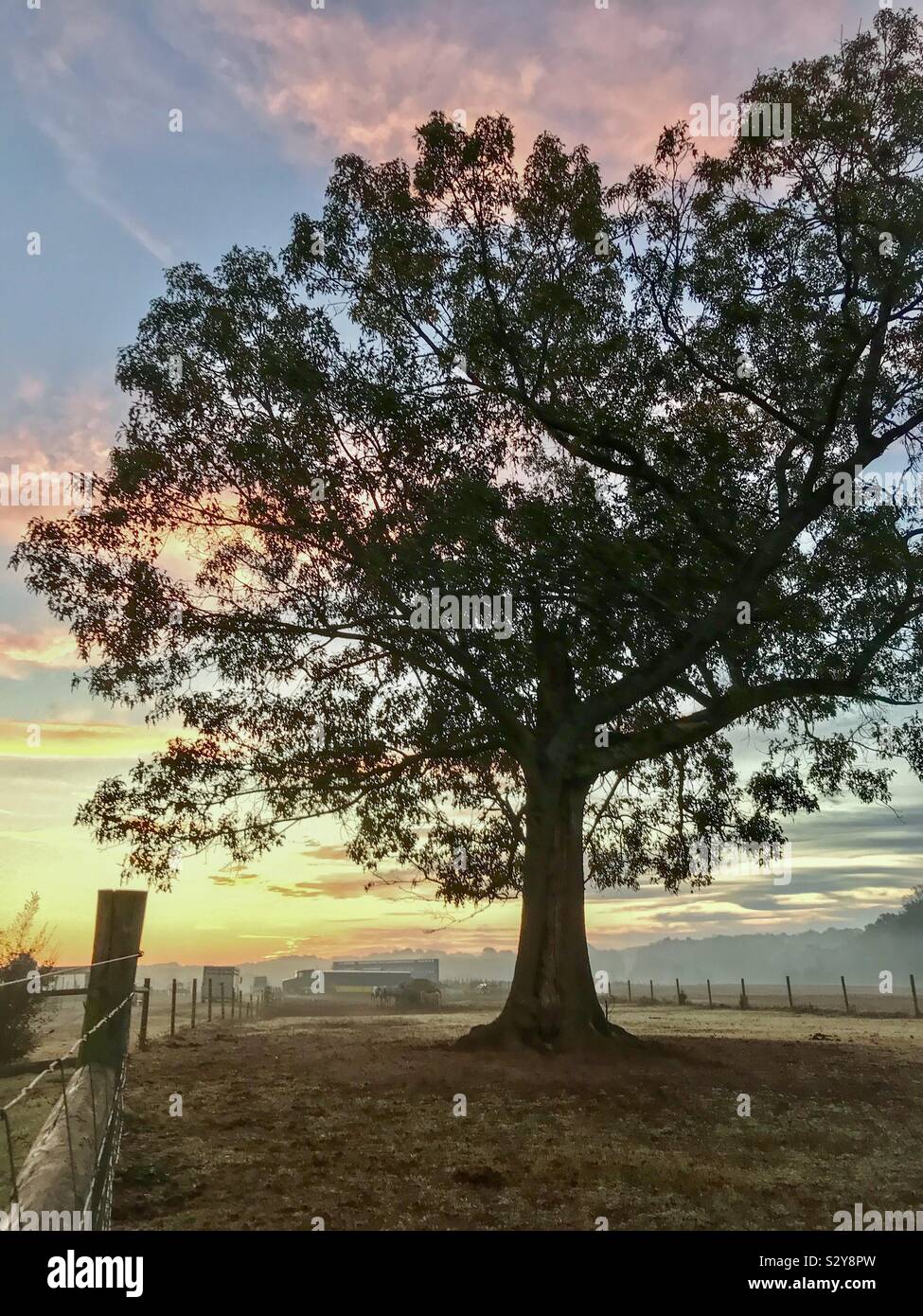Oak tree north carolina hi-res stock photography and images - Alamy