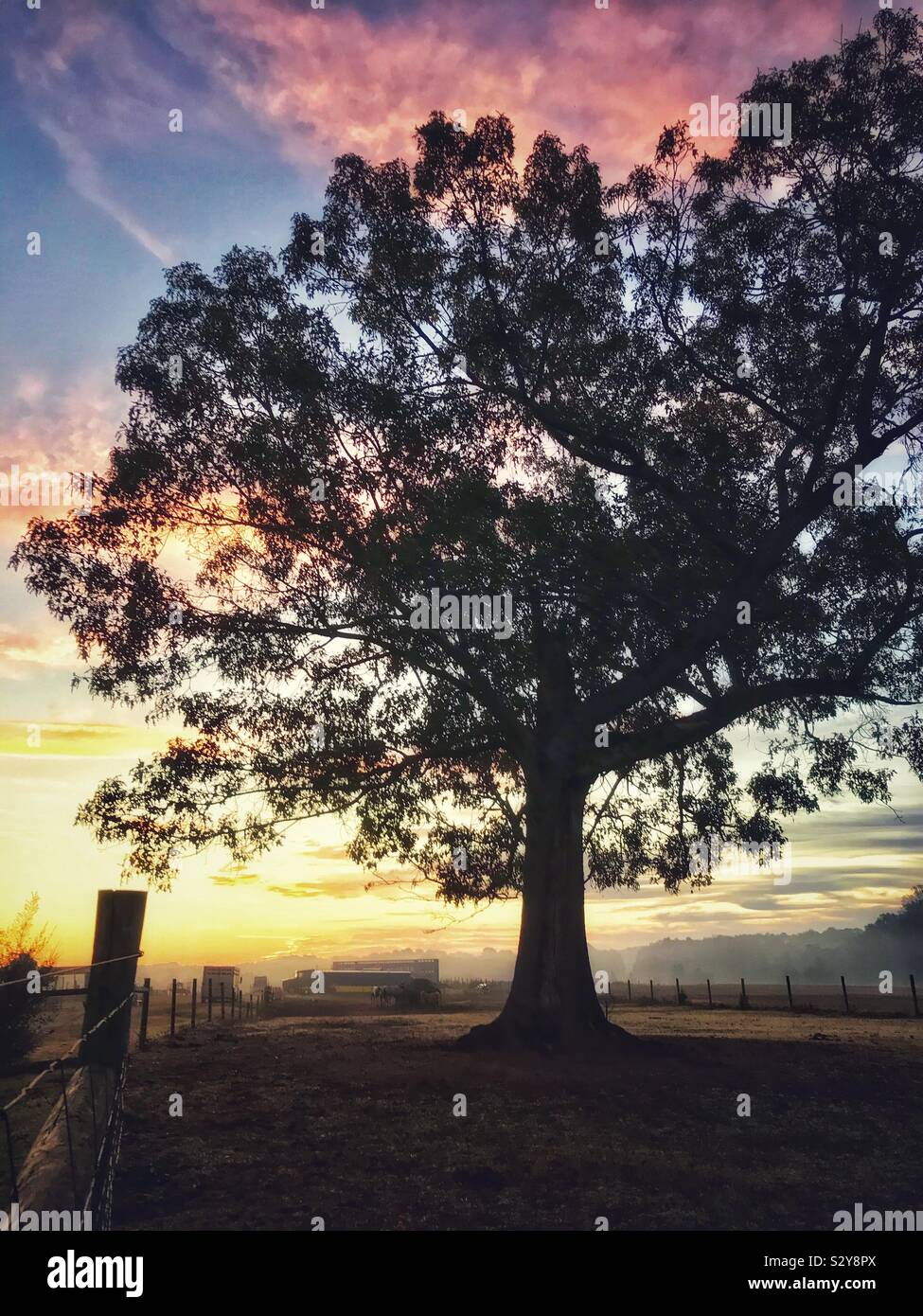 Oak tree at sunrise in farm pasture- October in North Carolina 4 Stock ...