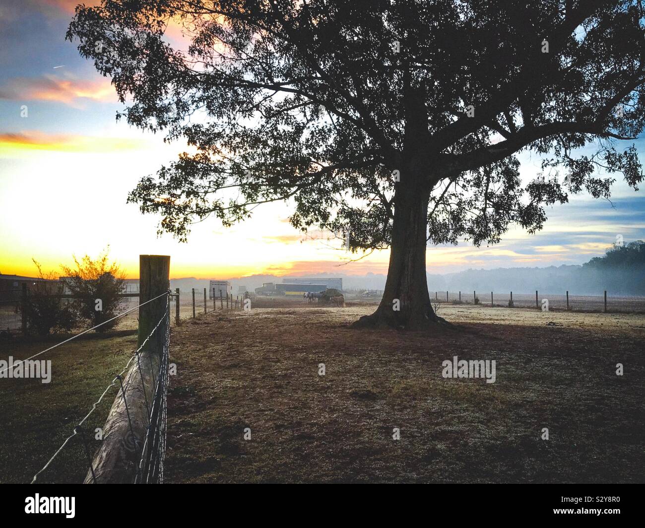 Oak tree at sunrise hi-res stock photography and images - Alamy
