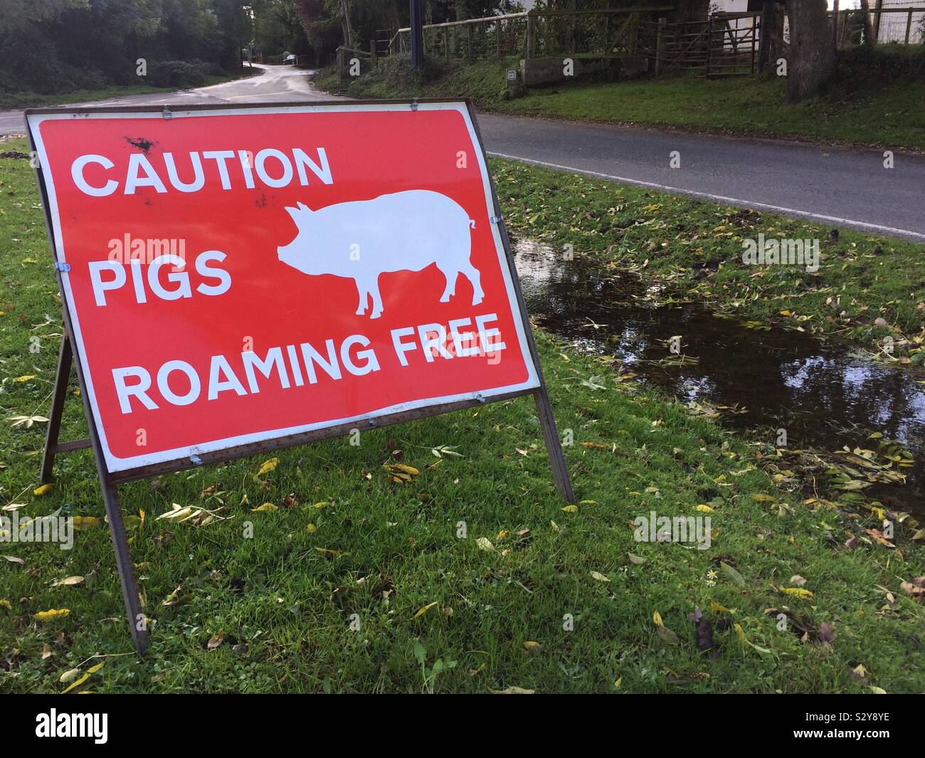 Road Warning Sign- Pigs Stock Photo - Alamy