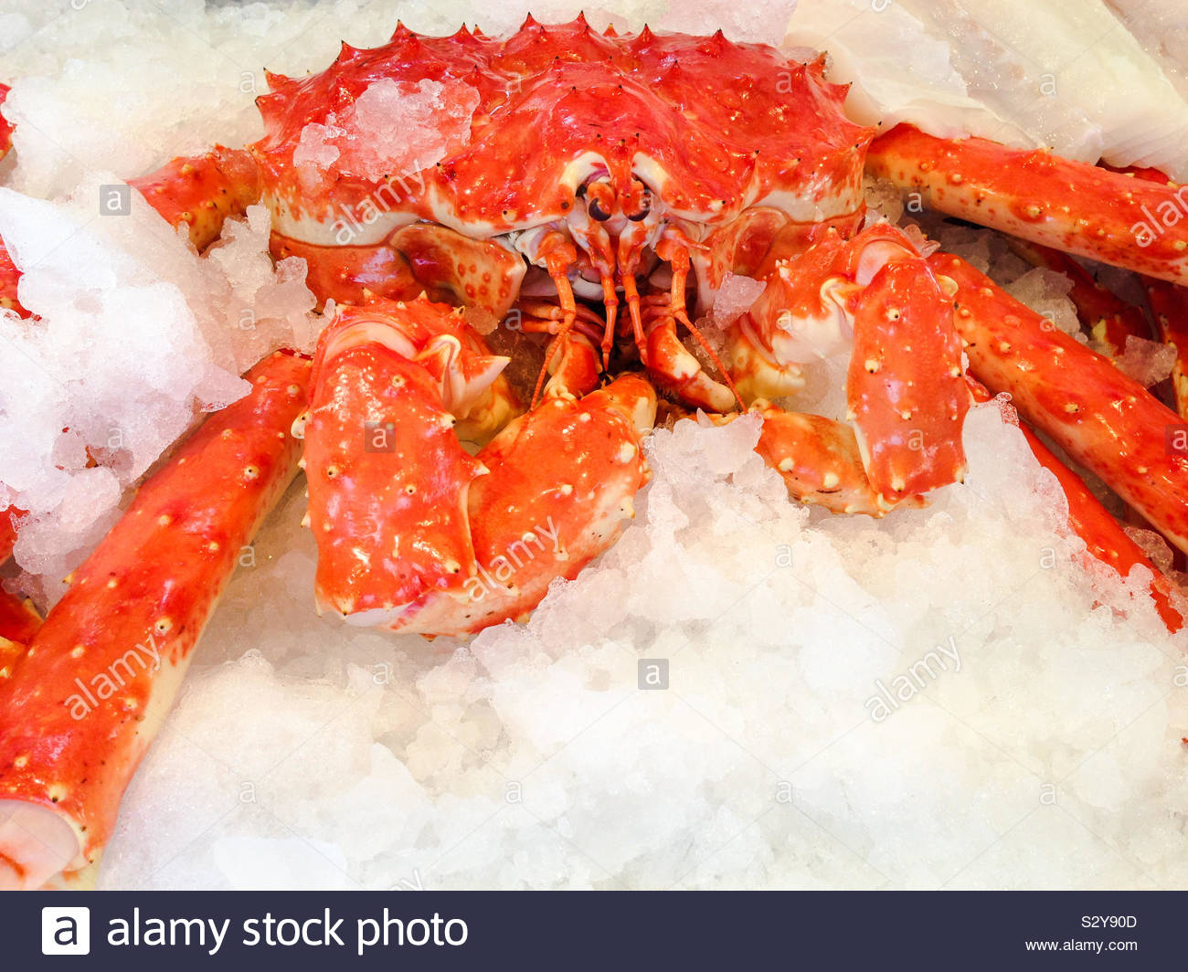 Snow Crab Stock Photos & Snow Crab Stock Images - Alamy