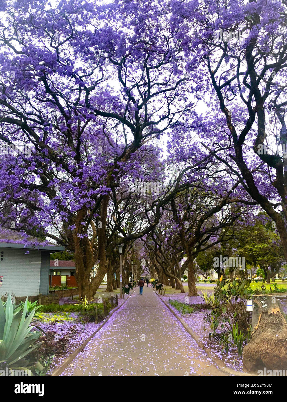 Zimbabwe harare jacaranda hi-res stock photography and images - Alamy