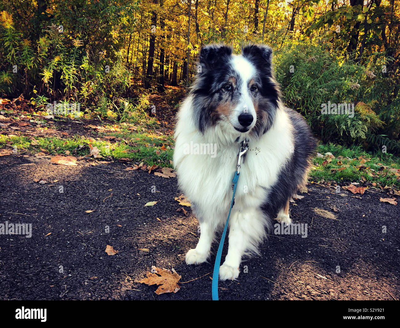Sheltie Herding Sheep High Resolution Stock Photography and Images - Alamy