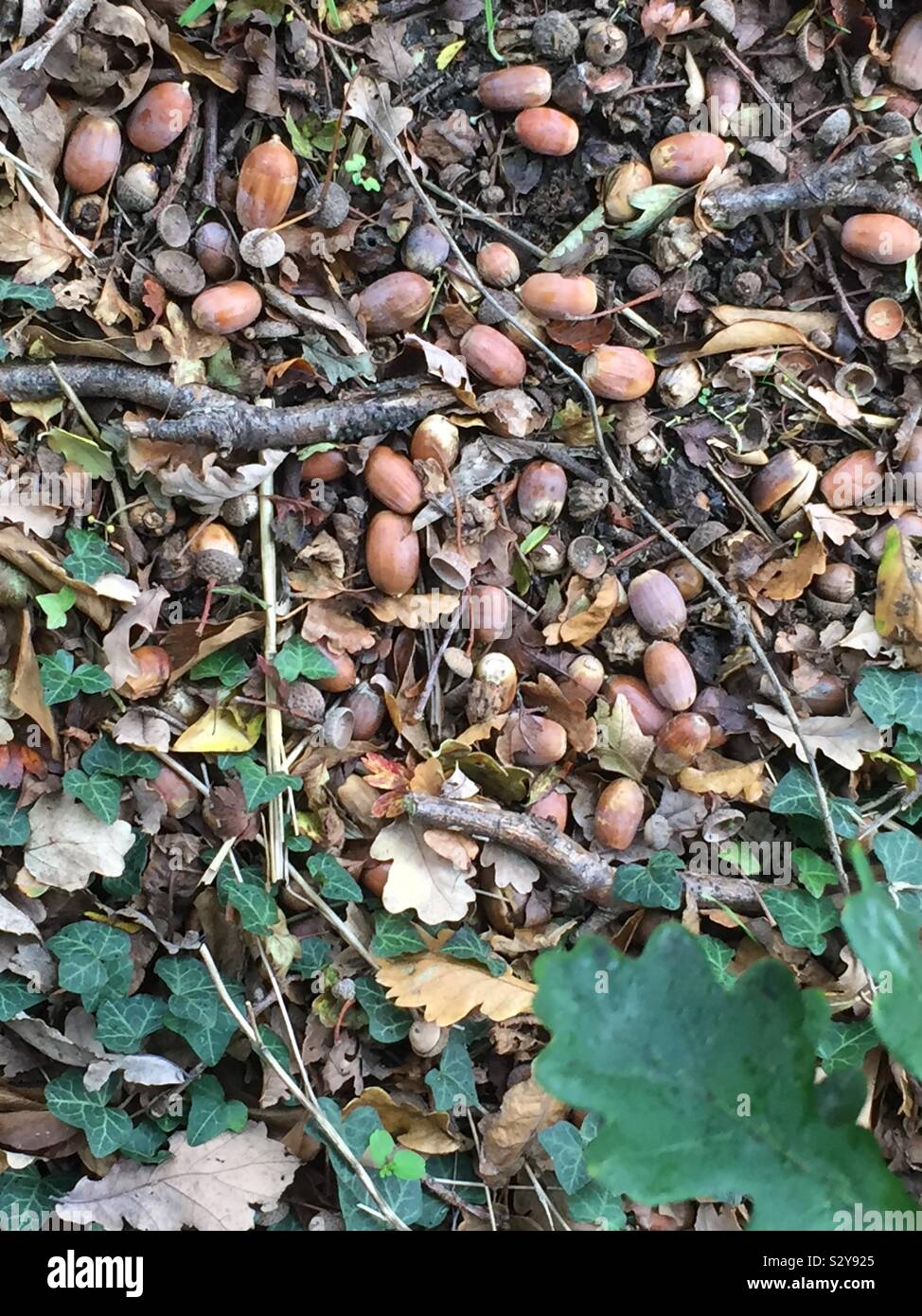 Fallen acorns hi-res stock photography and images - Alamy