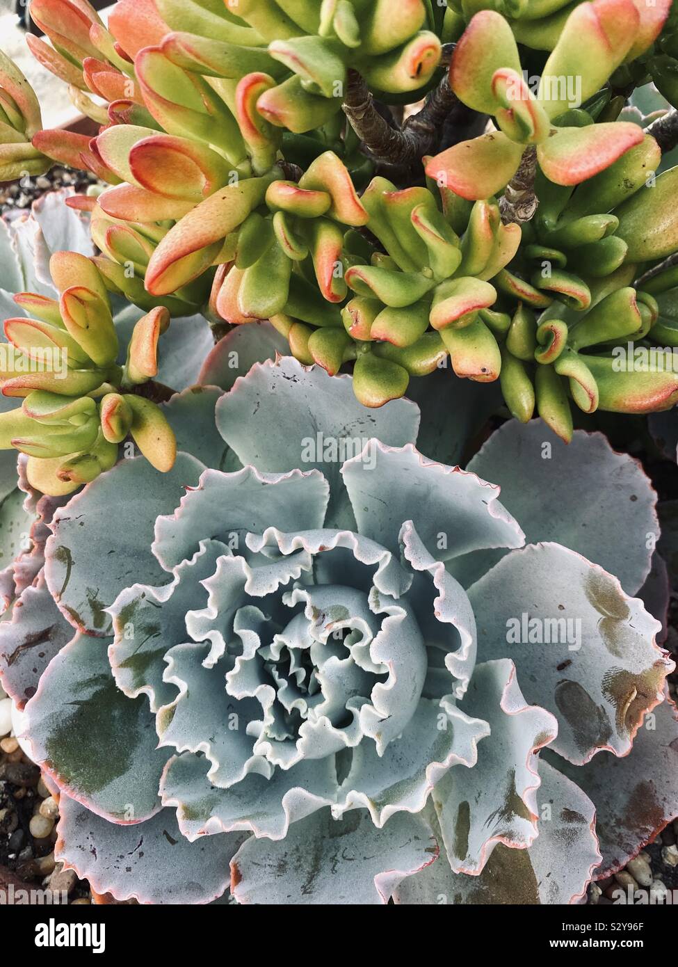 Succulent plants closeup Stock Photo - Alamy
