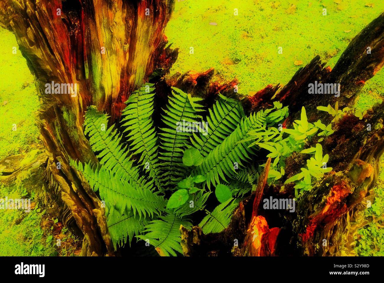 Nature finds a way hi-res stock photography and images - Alamy