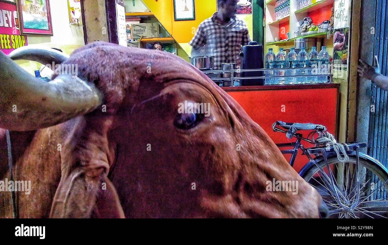 Lovely and lovely cow roaming in Varanasi Stock Photo - Alamy