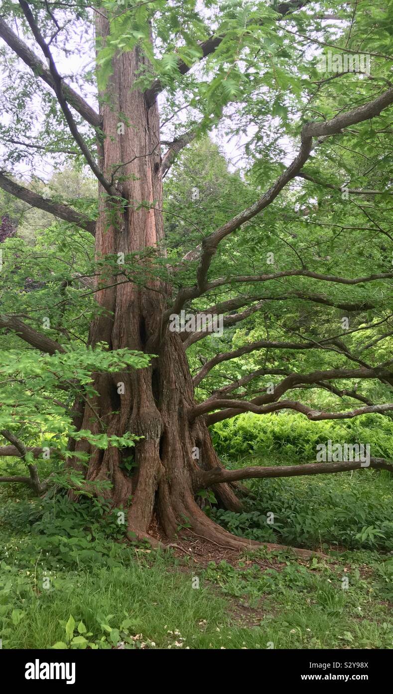 A beautiful tree in The Arnold Arboretum of Harvard University Stock ...