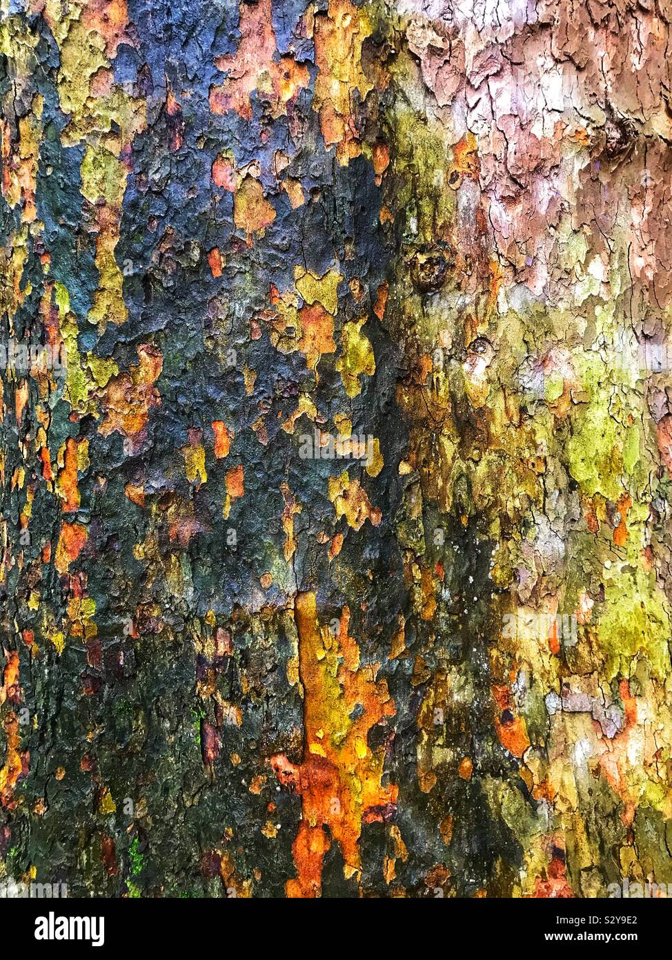 Mottled tree bark hi-res stock photography and images - Alamy