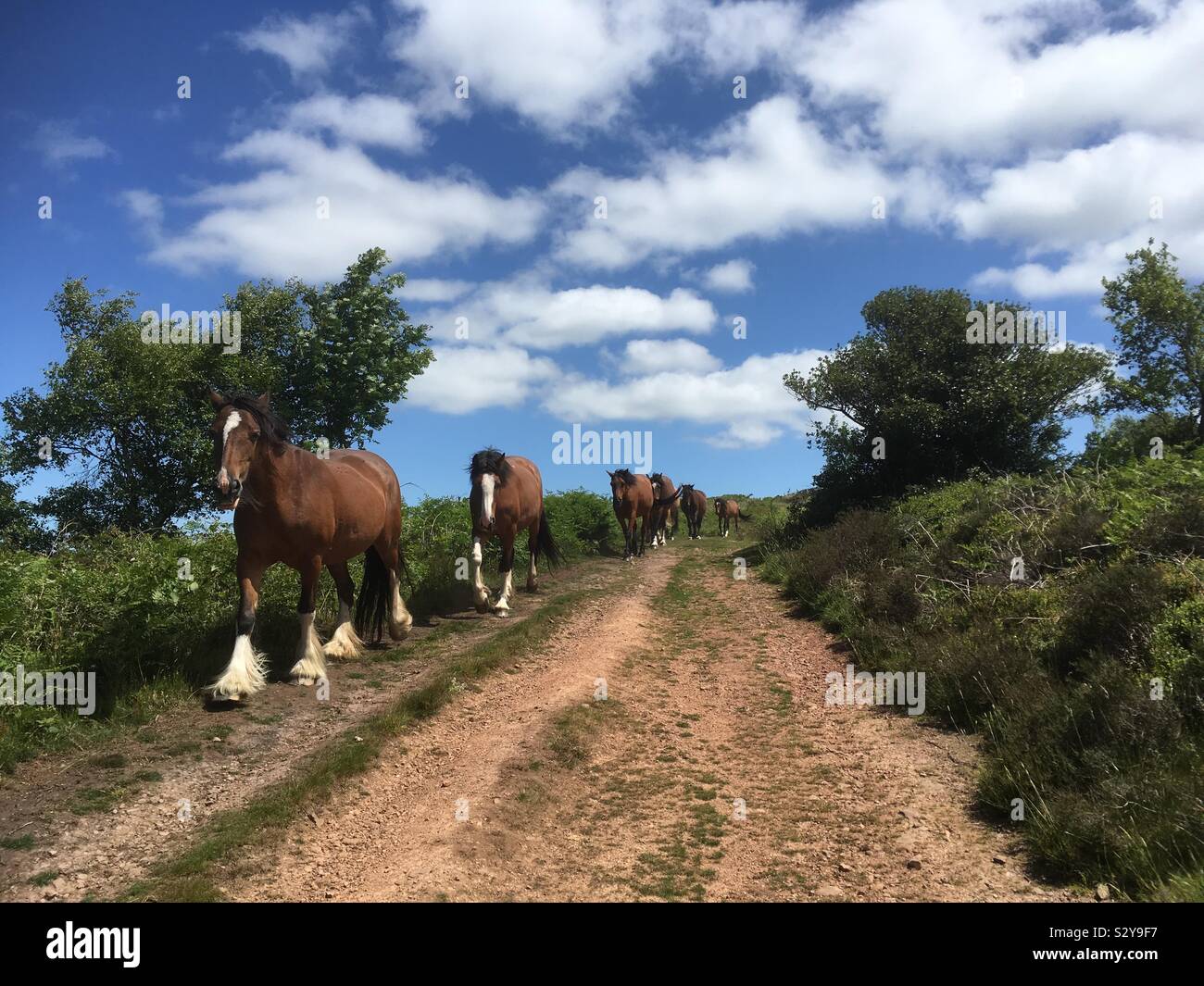 Quantocks hi-res stock photography and images - Alamy
