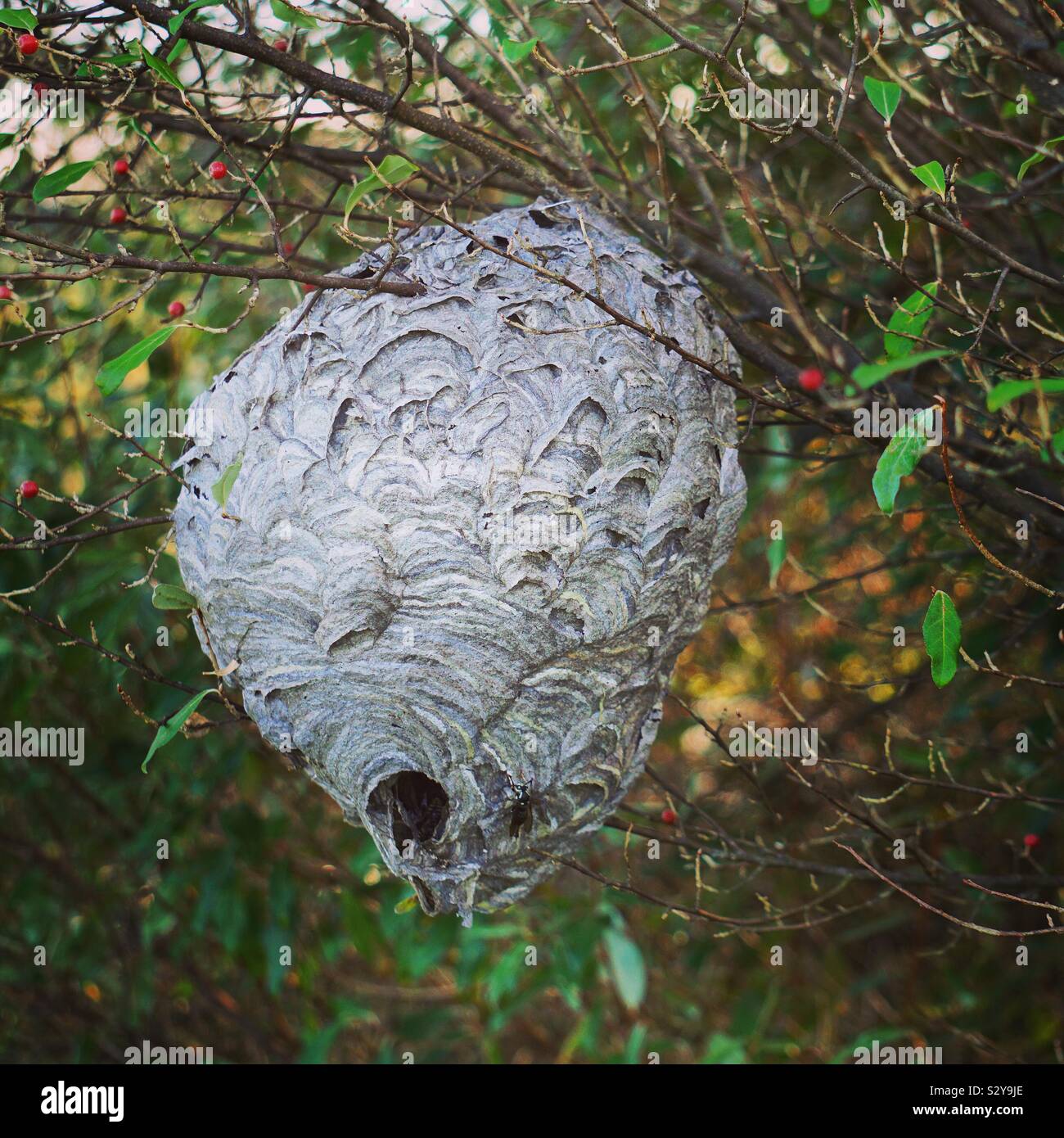 Bald faced wasp hi-res stock photography and images - Alamy