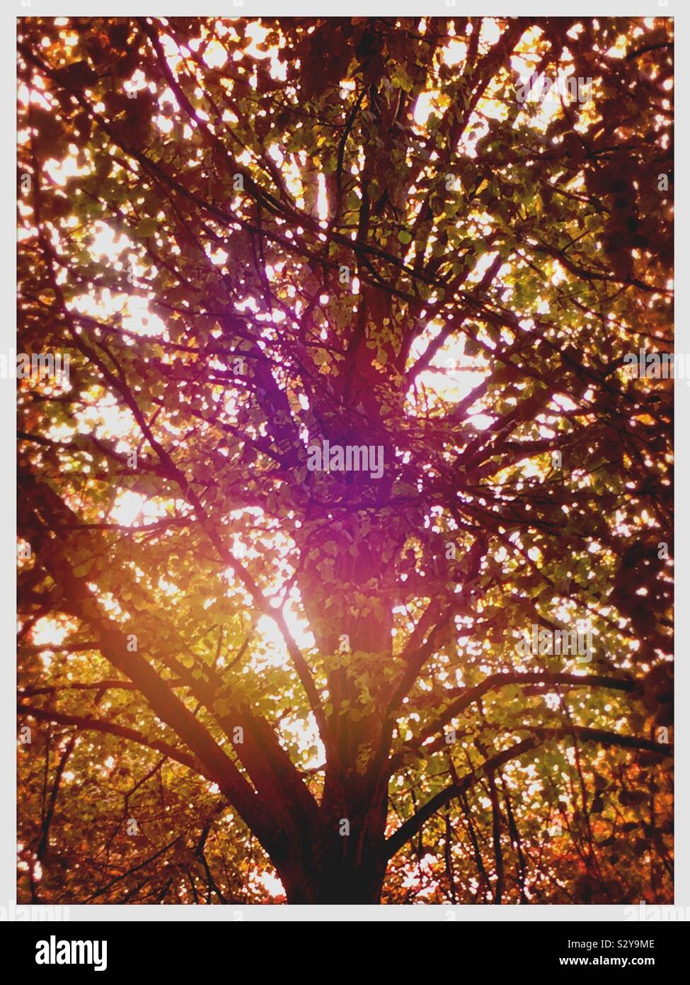 Strong autumn colours hi-res stock photography and images - Alamy