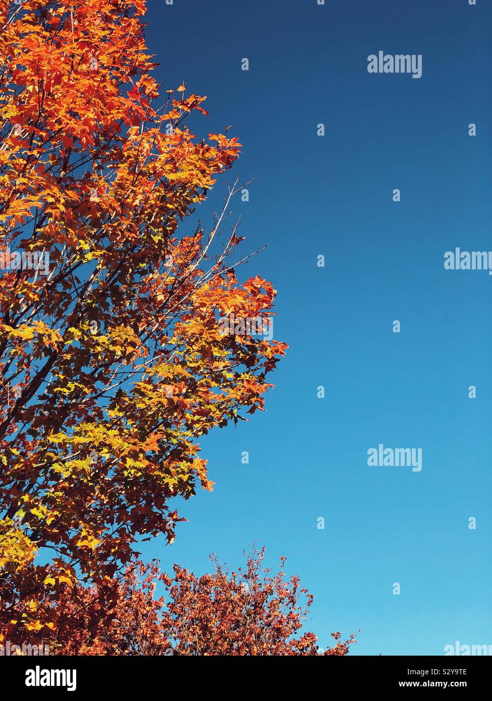 Autumn trees with blue sky in background Stock Photo - Alamy
