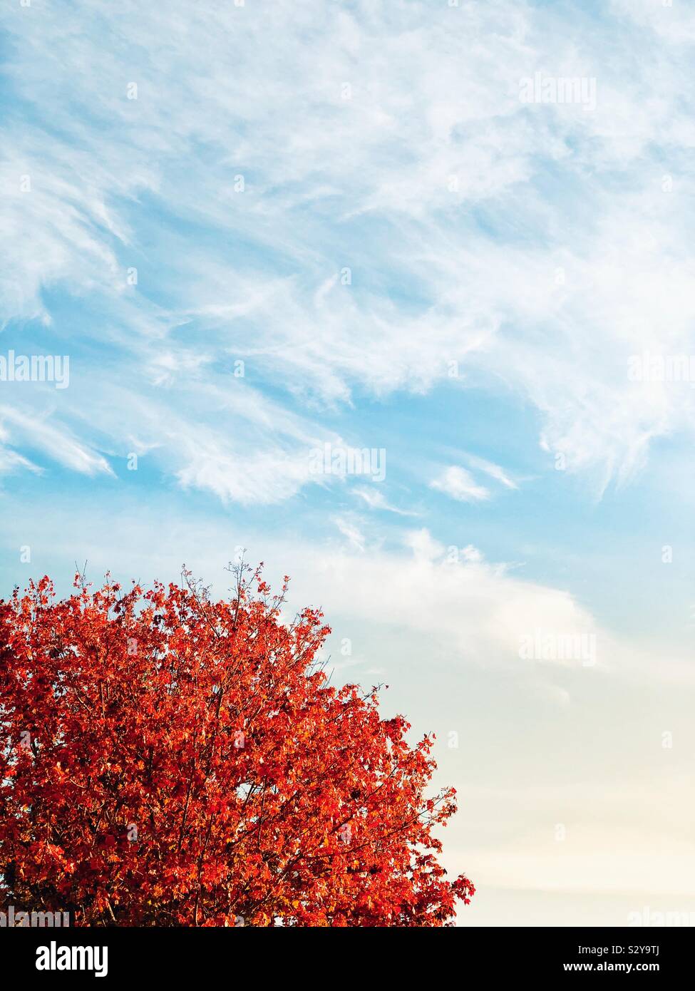 Minimal leaves hi-res stock photography and images - Alamy