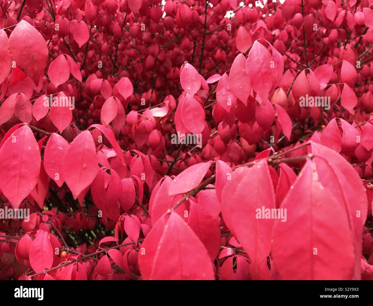 Leafy texture hi-res stock photography and images - Alamy
