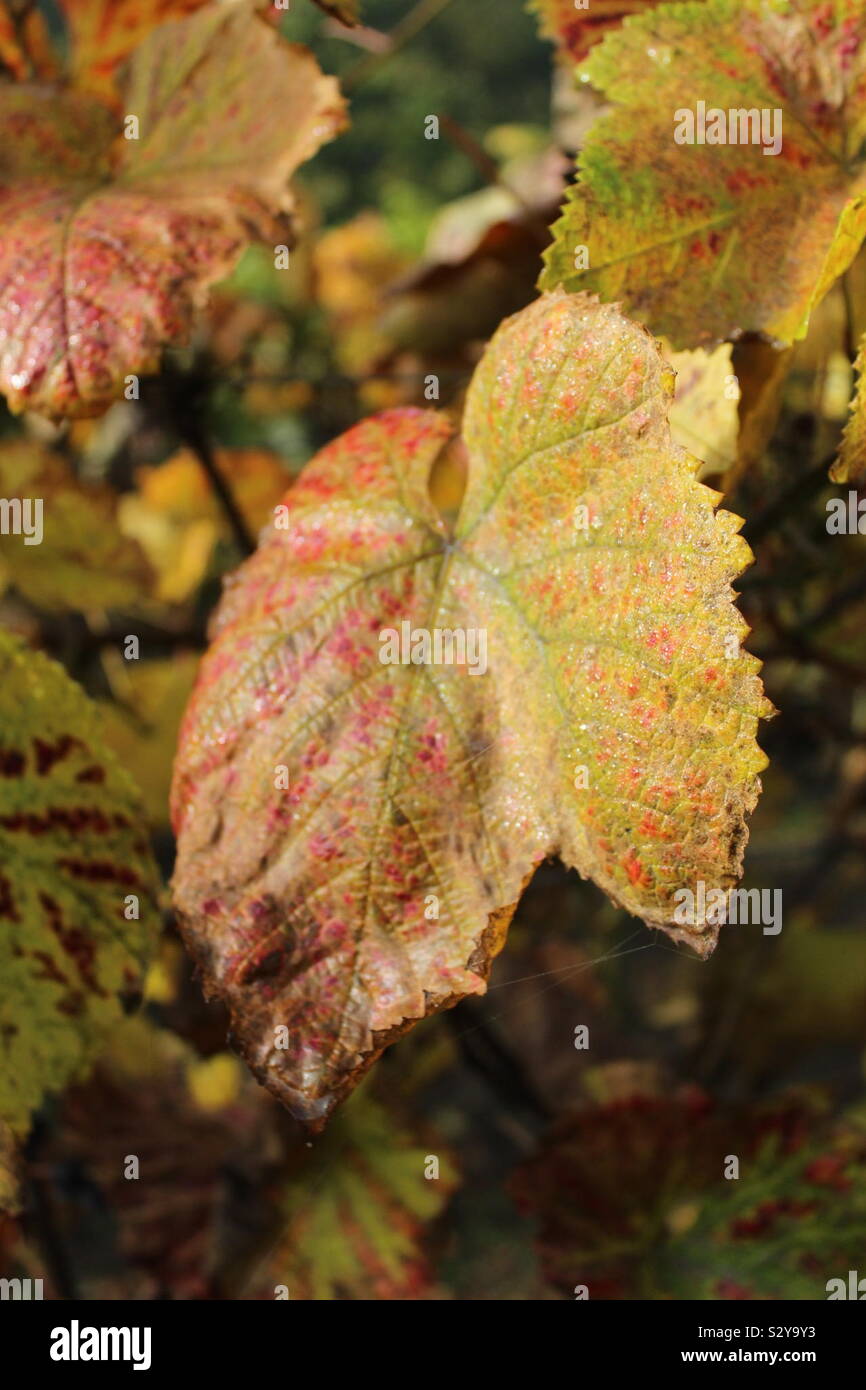 Autumn vine leaf Stock Photo - Alamy
