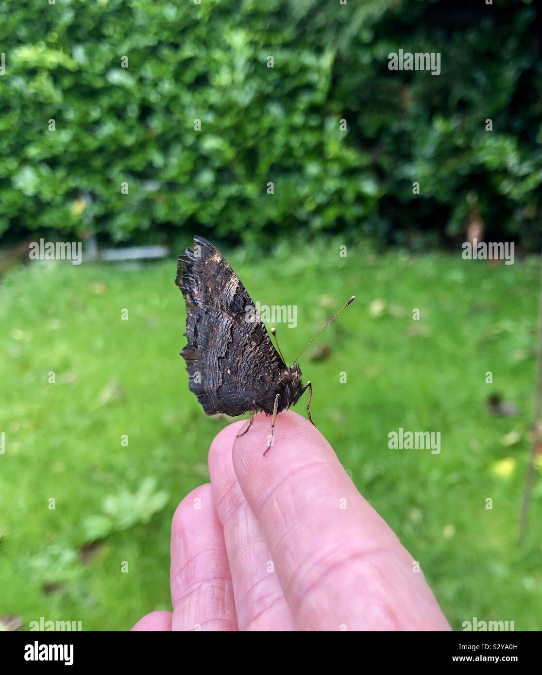 Underwings hi-res stock photography and images - Alamy