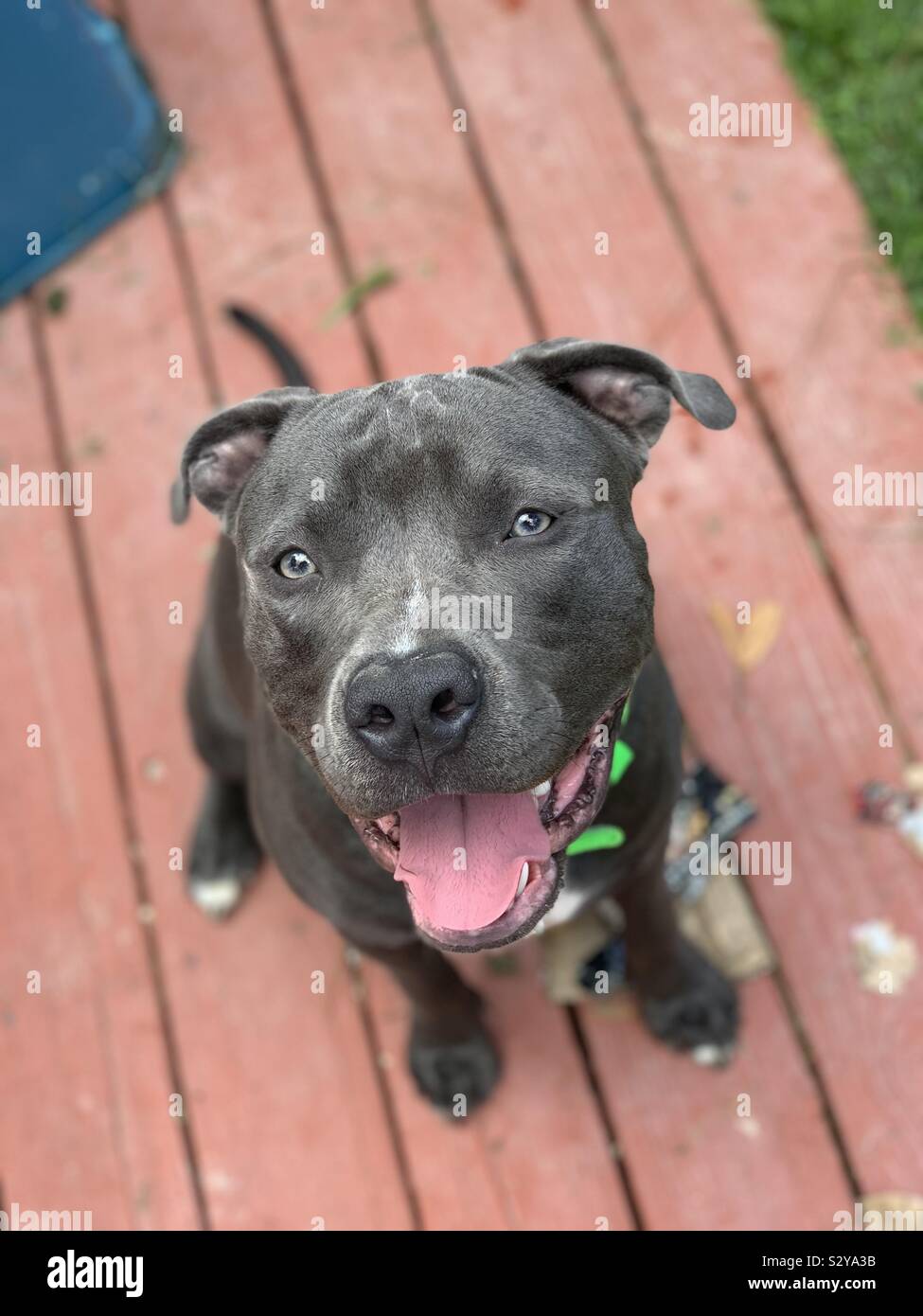 Shot of my sweet dog! Stock Photo - Alamy