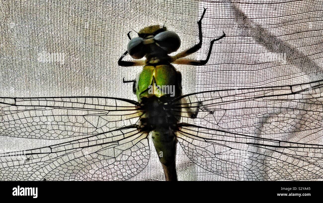 Dragon Flies High Resolution Stock Photography and Images - Alamy