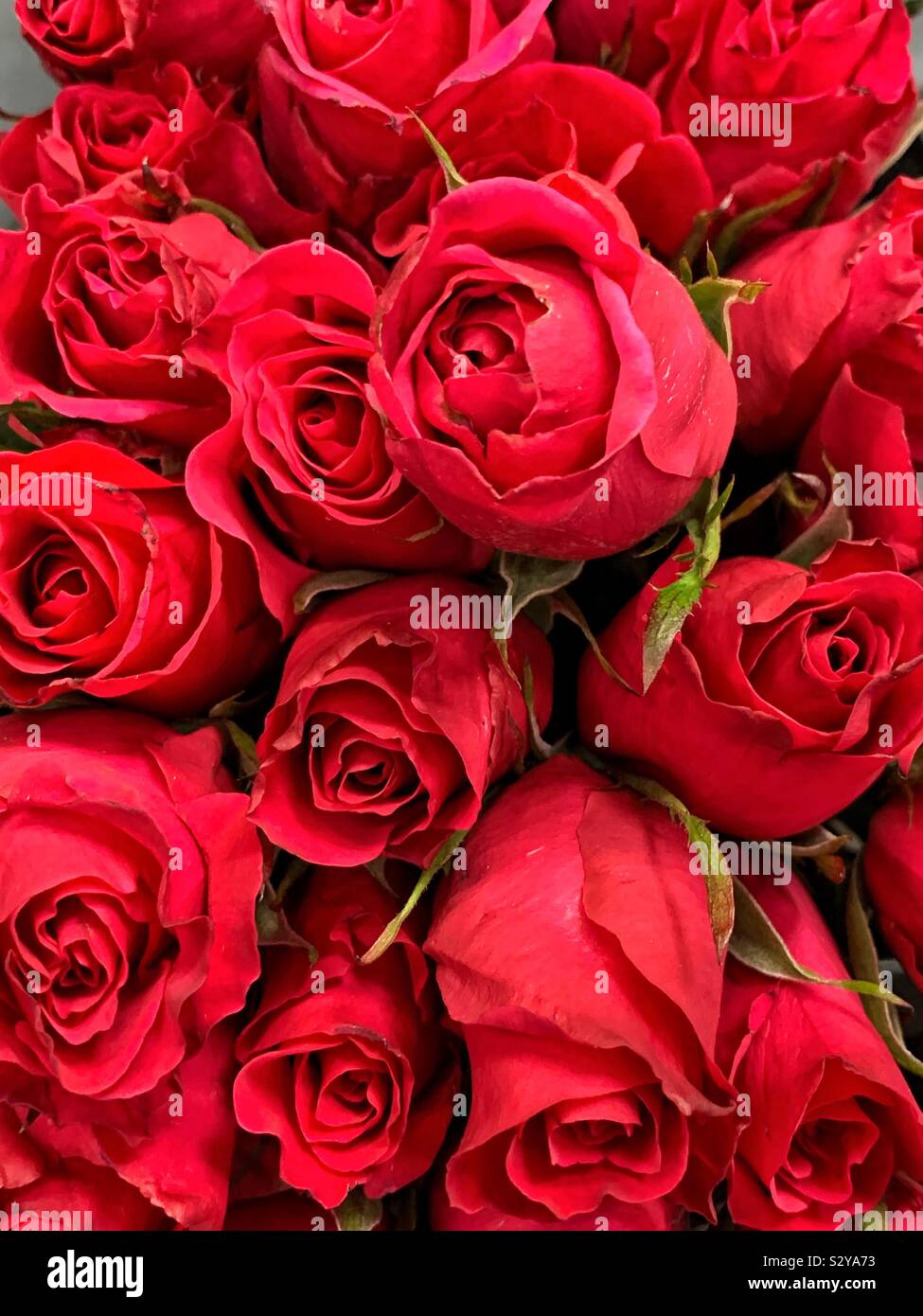 Beautiful bunch of fresh red roses Stock Photo - Alamy