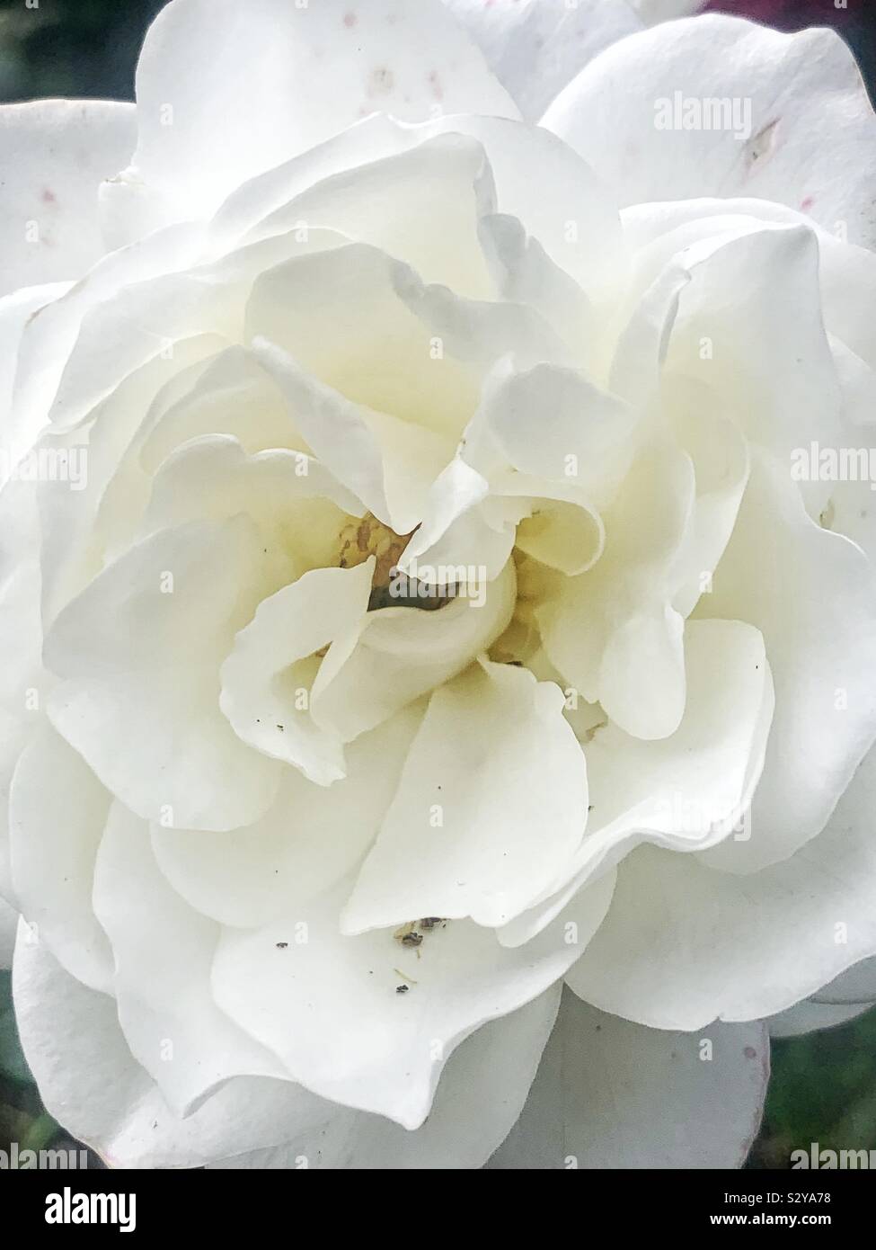 One single fresh white rose blossom Stock Photo - Alamy