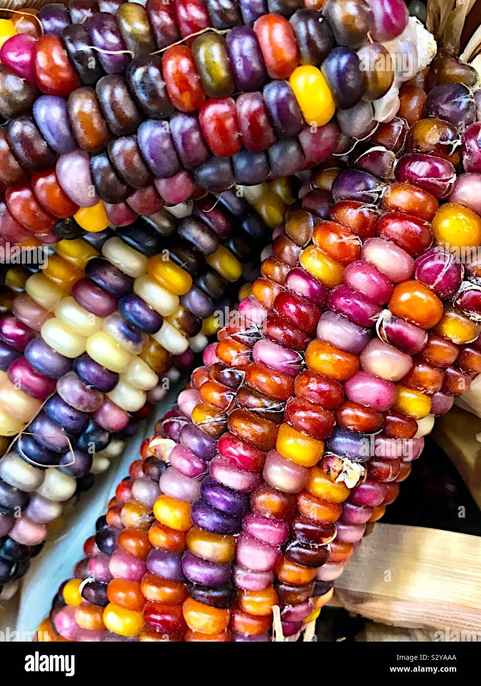 Three ears of colorful Indian corn Stock Photo - Alamy