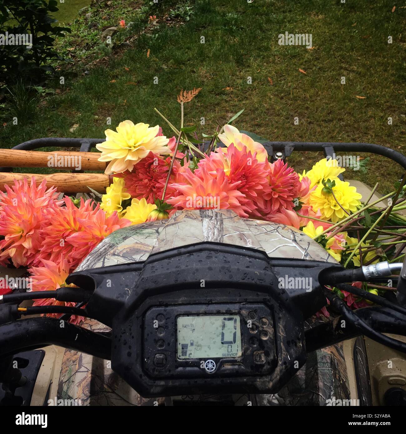 Quading hi-res stock photography and images - Alamy