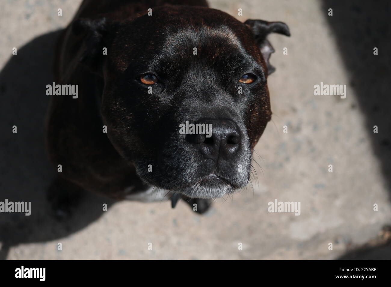 Staffy sitting hi-res stock photography and images - Alamy