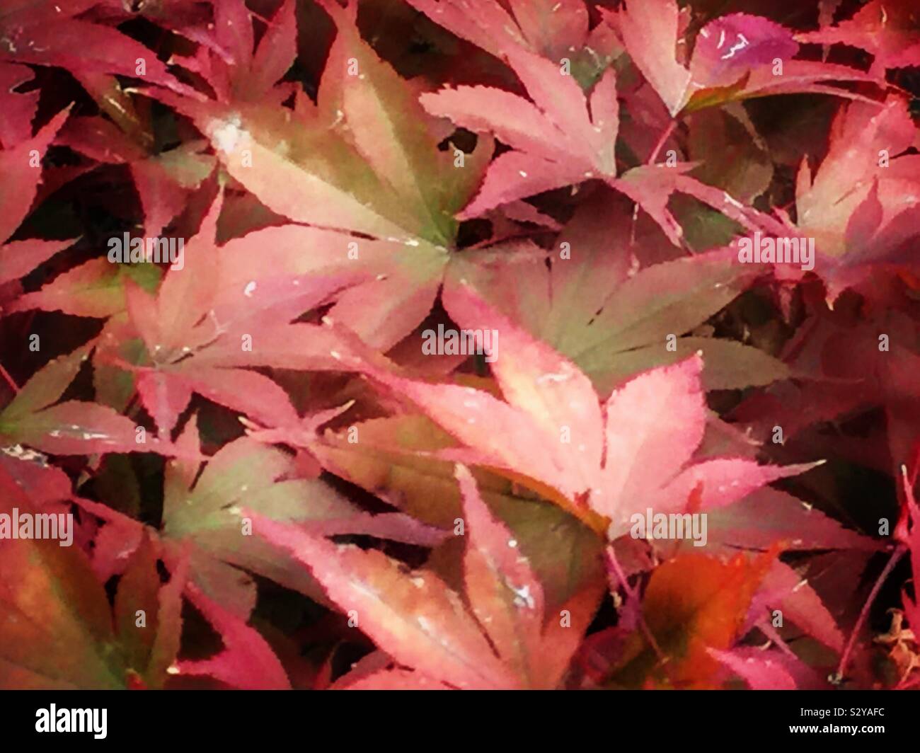 Colori autunnali hi-res stock photography and images - Alamy
