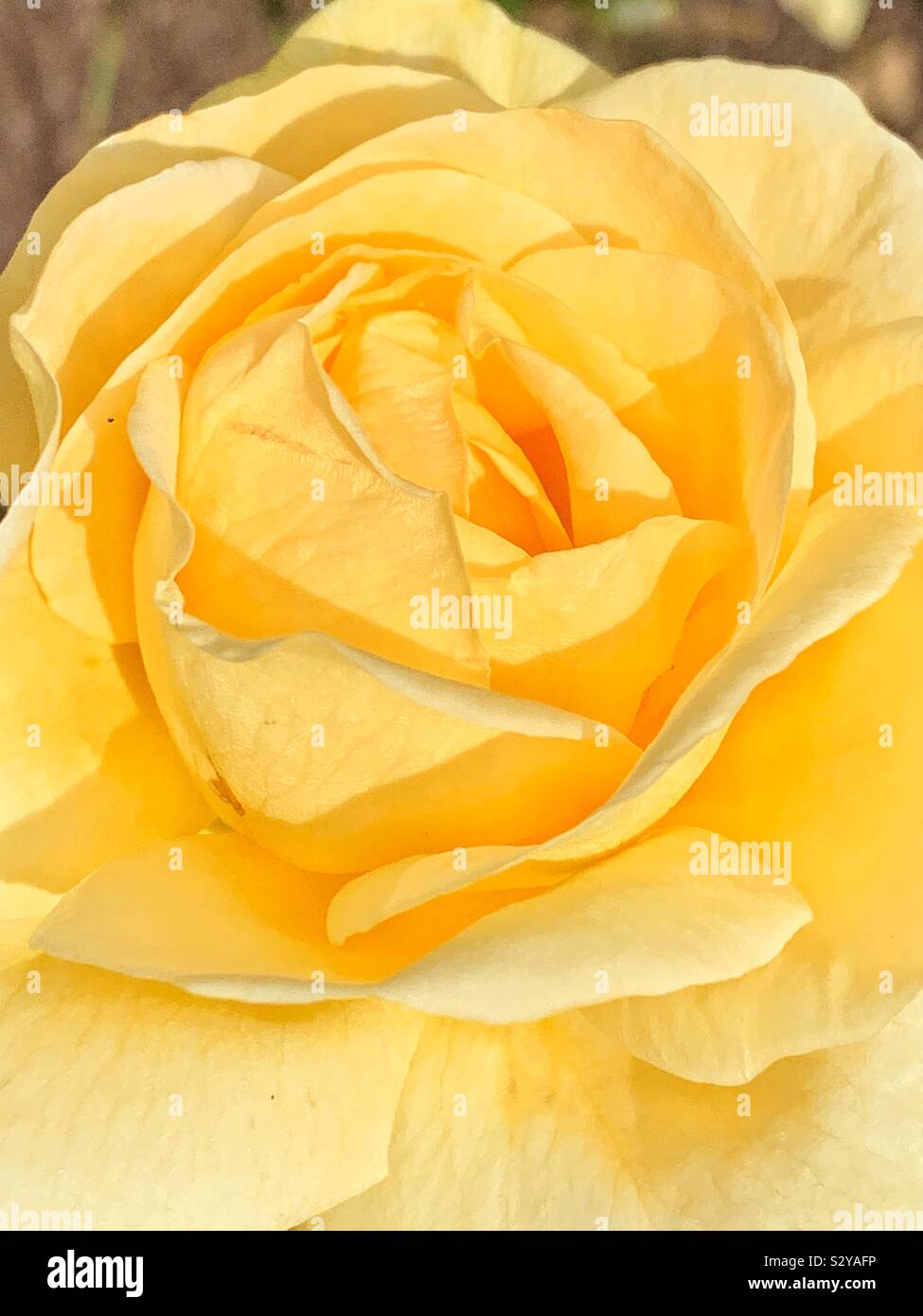 Single beautiful yellow rose blossom Stock Photo - Alamy