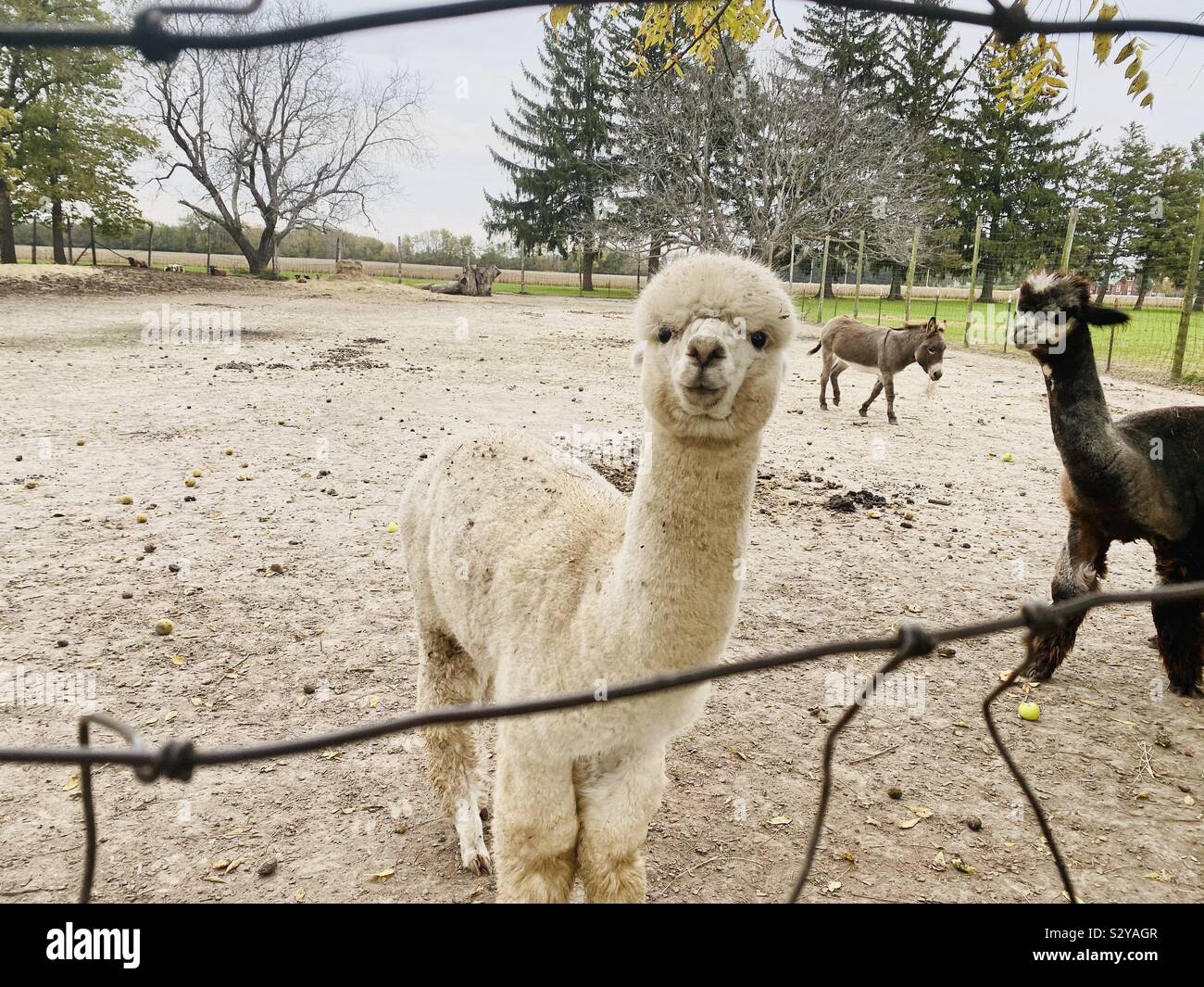 Lamas animals hi-res stock photography and images - Alamy