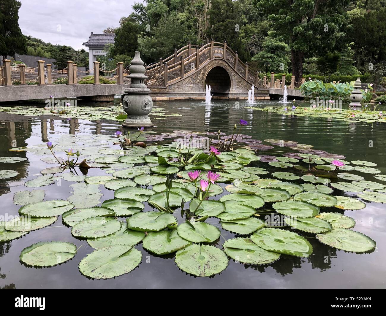Water Lilly pond Stock Photo - Alamy