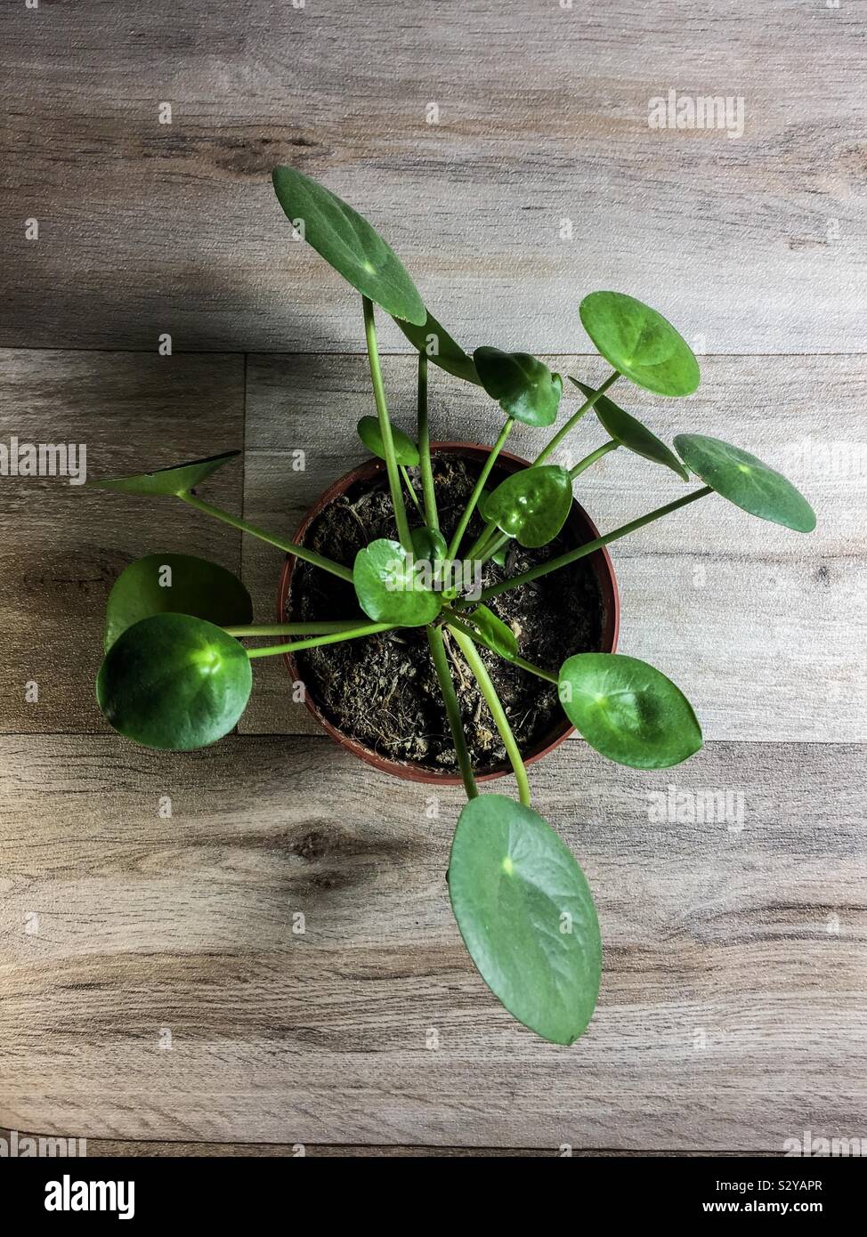 Pilea hi-res stock photography and images - Alamy