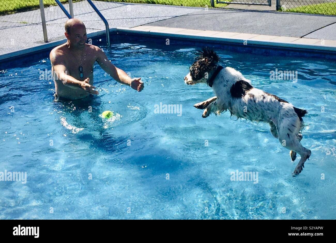 Pool fun with a Springer Spaniel Stock Photo - Alamy