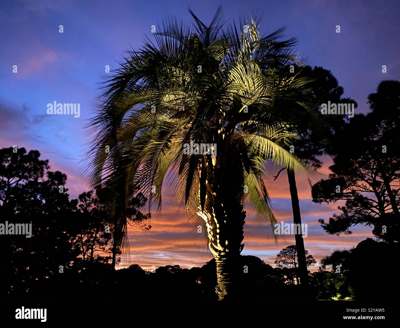 Palm tree lit up with colorful sunset sky background Stock Photo - Alamy