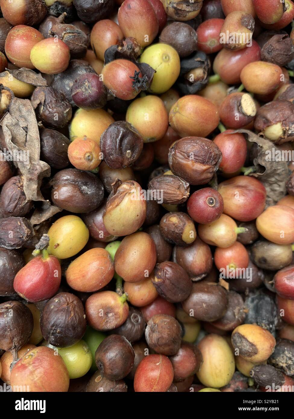 Raw coffee beans hi-res stock photography and images - Alamy