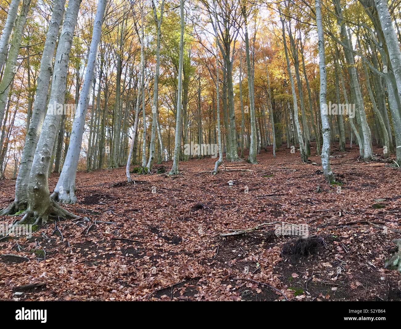 Northern Italian forest during fall Stock Photo - Alamy