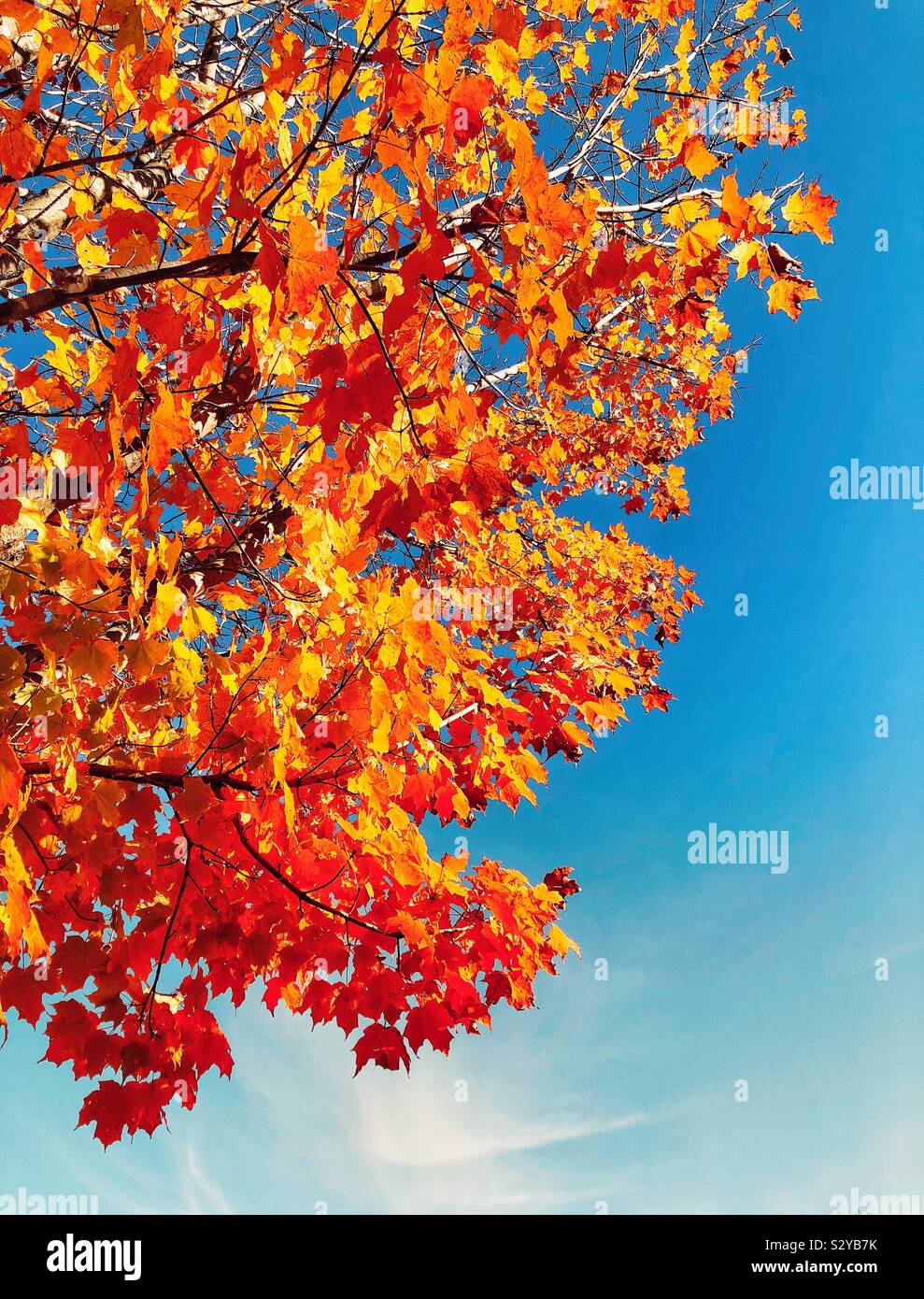 Maple tree autumn leaves brightly illuminated by morning sun against ...