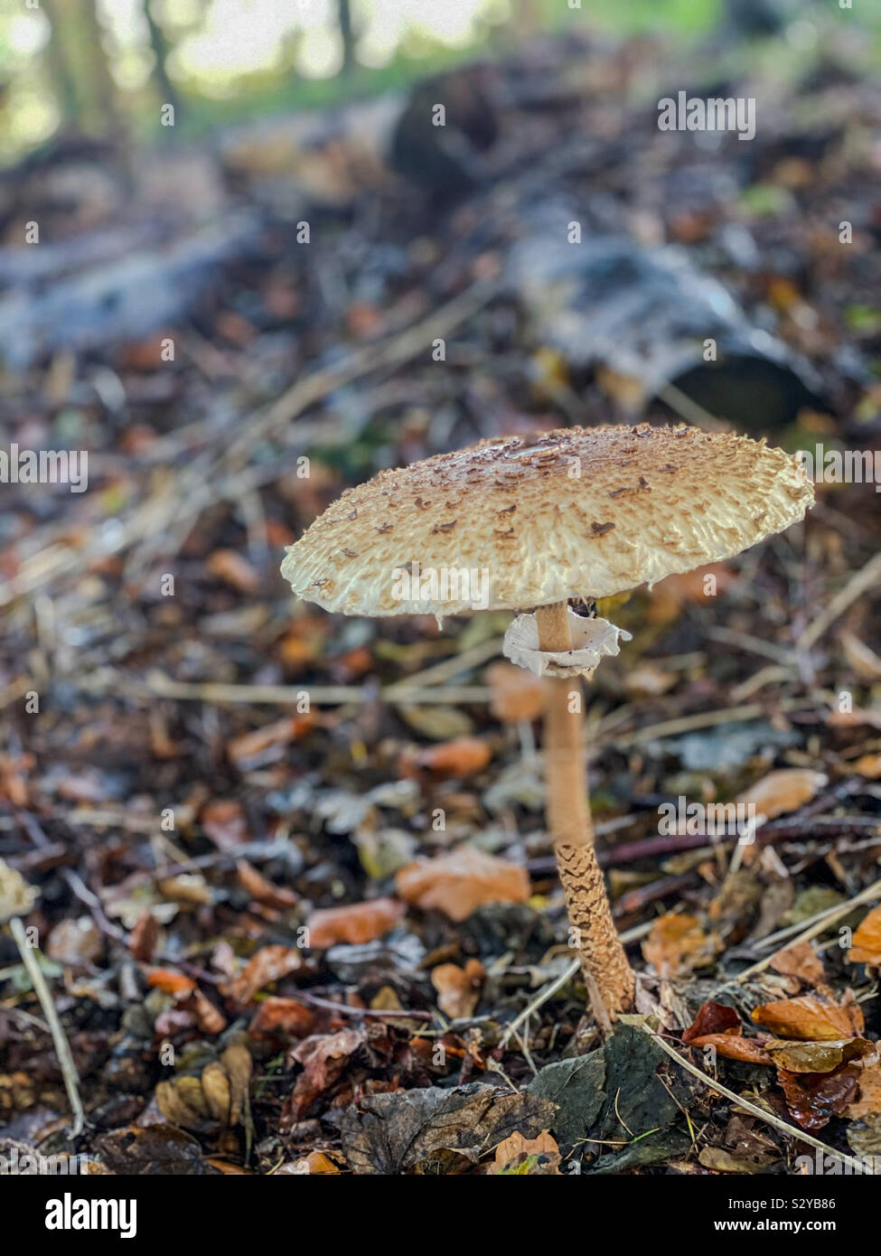 Fungi in forest Stock Photo - Alamy