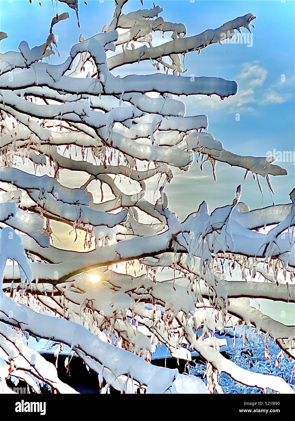 Snowfall with rising sun through tree branches Stock Photo - Alamy