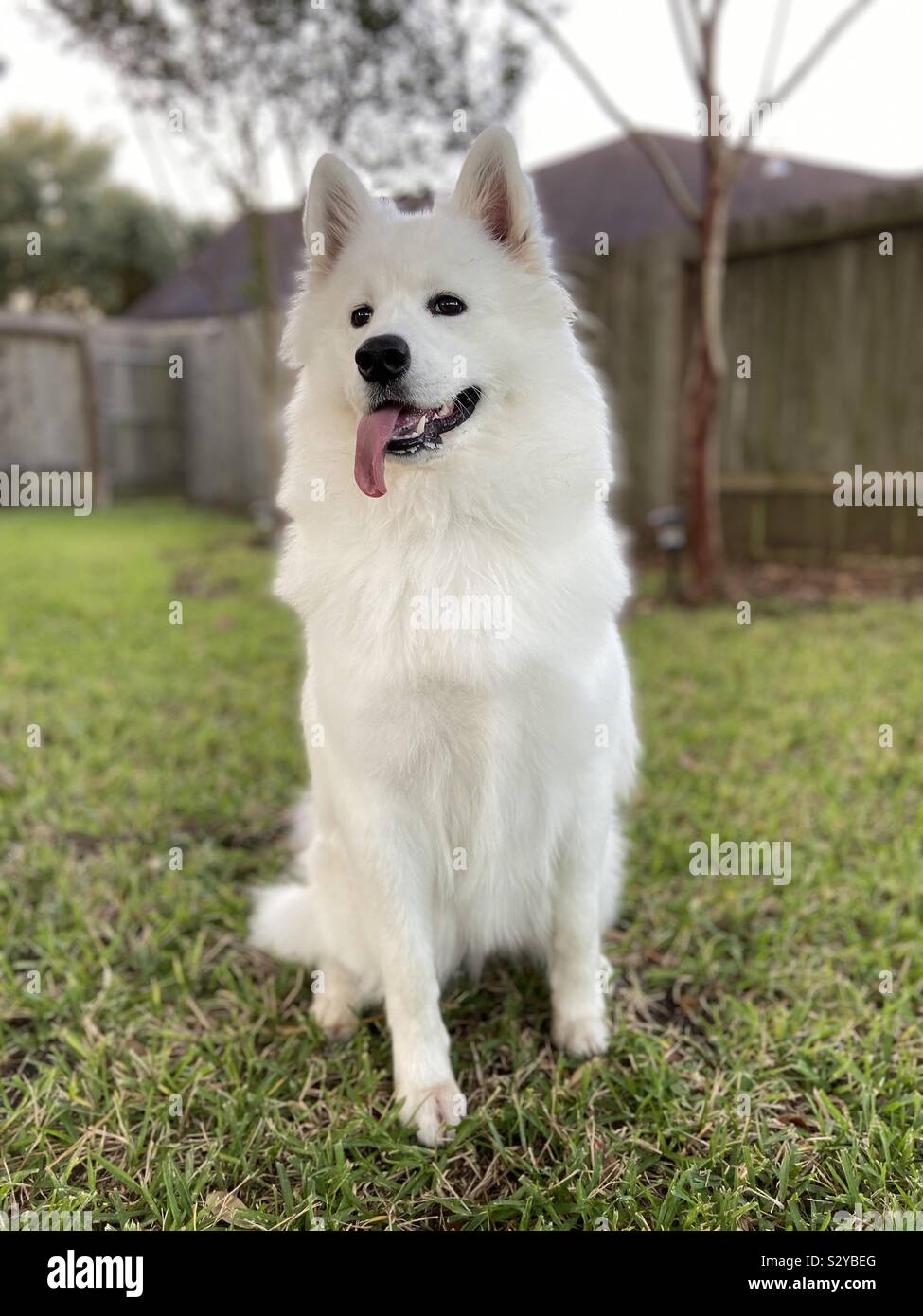 Samoyed dog sitting on the grass sticks tongue out Stock Photo - Alamy