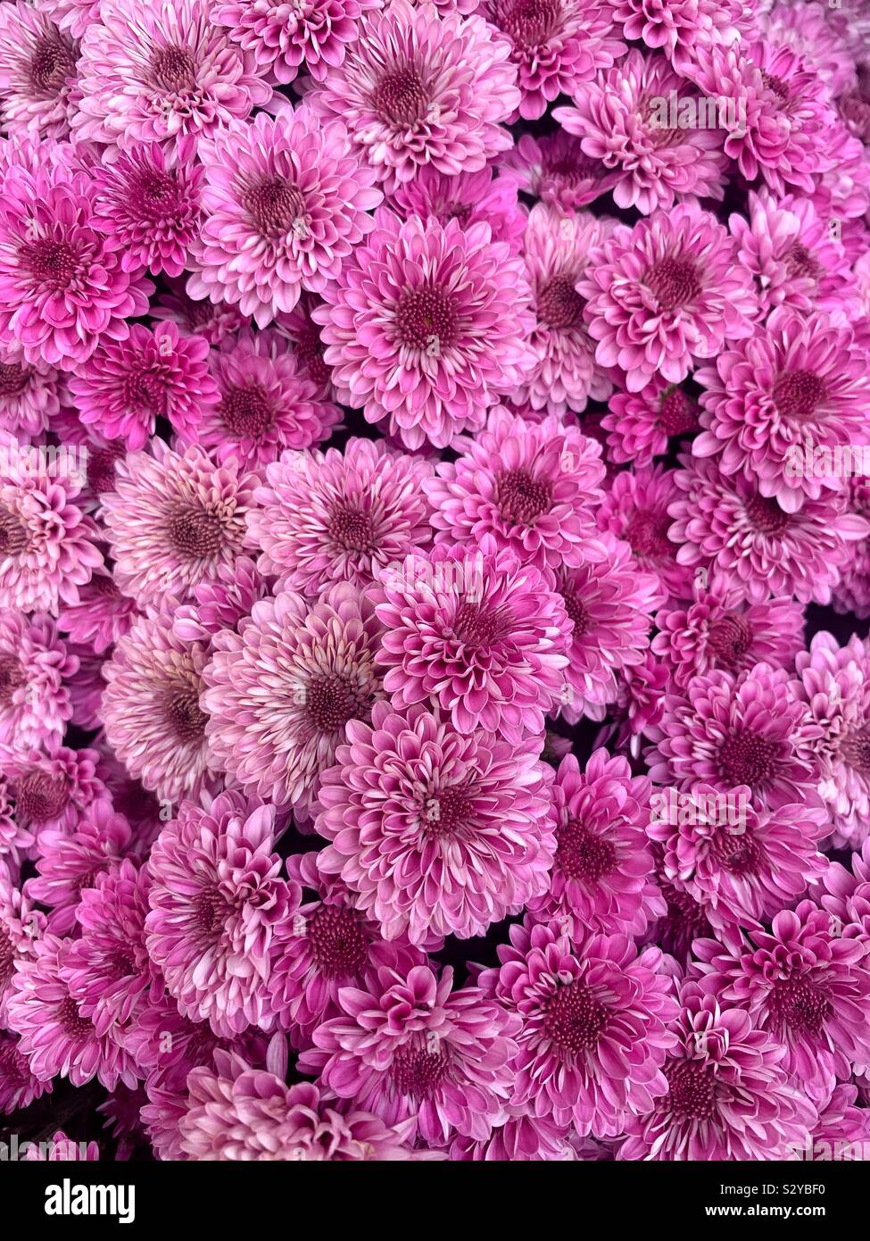 Beautiful pink blossoms hi-res stock photography and images - Alamy